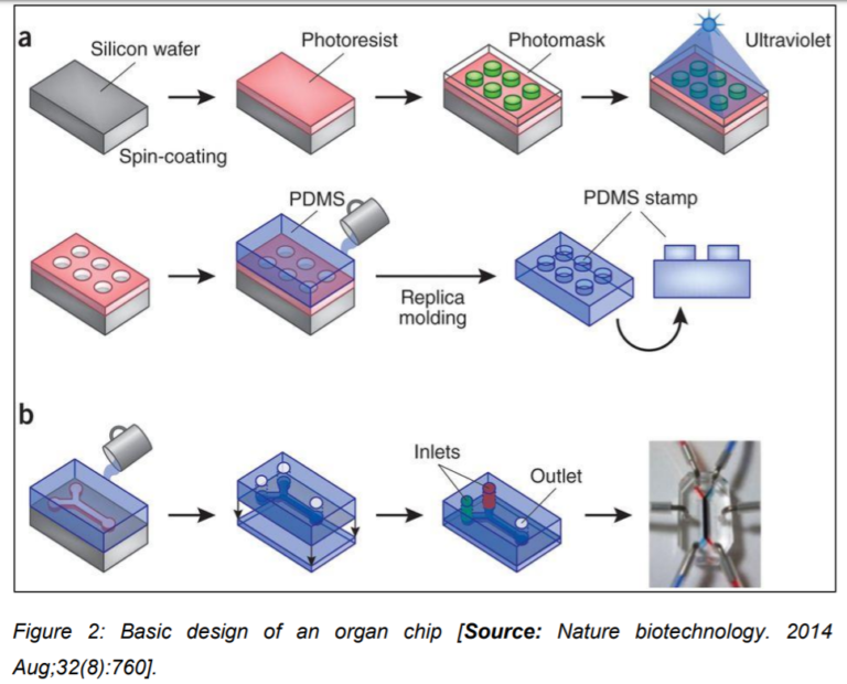 Regenerative Medicine - Biotechnology Kiosk